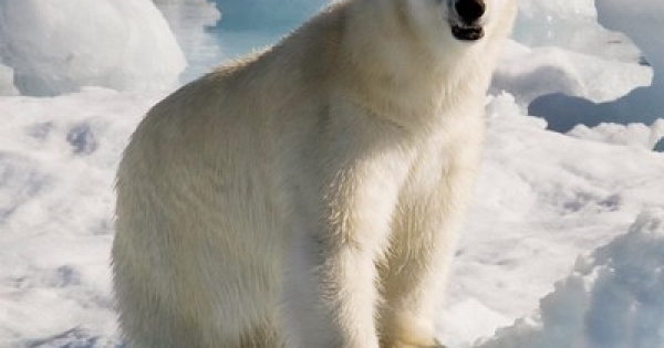 Planète : 5 différences entre l'Arctique et l'Antarctique